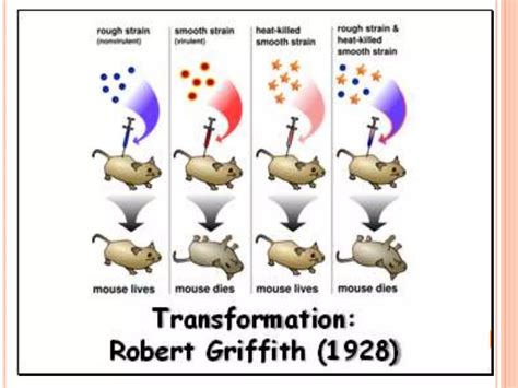 Dna Strcture And Function Pptx