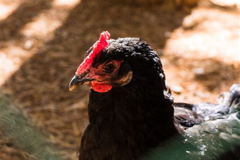 Galinha Preta Lusitânica Parque Biológico De Vinhais