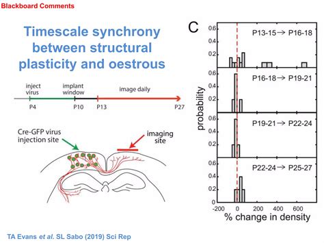 Periodic Remodeling In A Neural Circuit Governs Timing Of Female Sexual Behavior Ppt