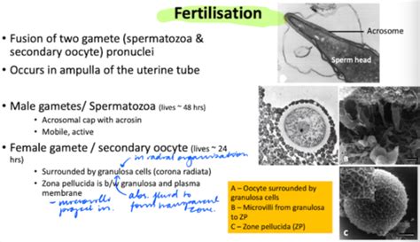 Rda 2021e3 L8 9 Fertilisation Extraembryonic Membranes Placenta Flashcards Quizlet