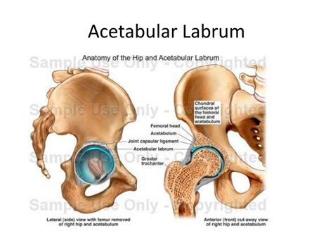 Ppt Articulations Of The Lower Limb Powerpoint Presentation Free