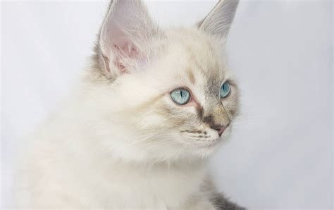 Hellboy Ragdoll Kitten By Sianmurrell On Deviantart