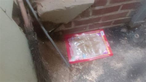 공장 진돗개 집 주변 쥐 끈끈이 설치 ㅣ 최소 3마리 이상인 걸로 판단됨 L 위생문제로 어쩔 수 없이 집 밖 쥐들의 이동 경로 부분에 쥐 끈끈이 설치 ㅣ 7월 9일 두 마리