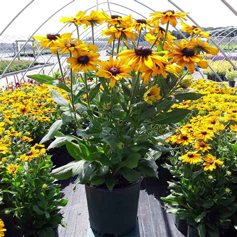 Summerina® Yellow Echibeckia™ Grown By Overdevest