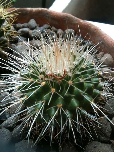 Mammillaria Spinosissima Un Pico Cactus Flowers Cacti And Succulents Cactus Plants Pico