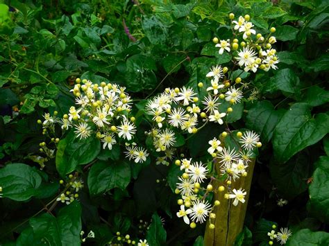 Wild Clematis Travellers Joy Clematis Vitalba Wildlife Friendly