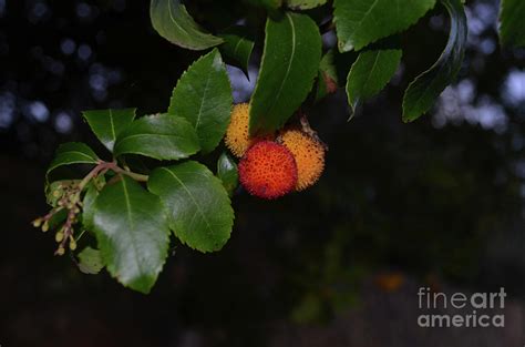 Red And Yellow Seed Pods Hanging From A Tree Photograph By DejaVu Designs Pixels