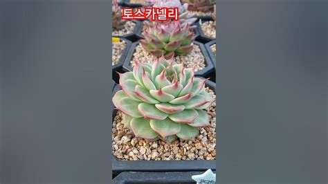 토스카넬리율무네다육 다육사랑 다육식물 푸들은사랑입니다 Youtube