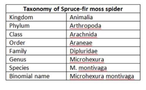 Classification Of Spiders Spiders Biology And Biodiversity