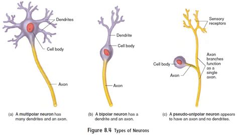 Cells Of The Nervous System