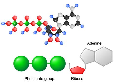 Atp Definition Structure And Function Boc Sciences