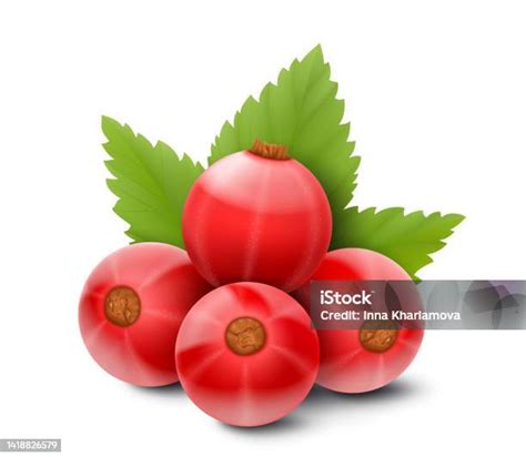 빨간 건포도 흰색 배경에 고립 된 열매와 녹색 잎의 현실적인 3d 벡터 일러스트레이션 3차원 형태에 대한 스톡 벡터 아트 및 기타 이미지 3차원 형태 건강한 생활방식