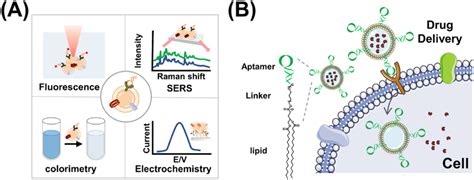 A Aptamer‐based Ev Analysis B Aptamer‐functionalized Evs For Download Scientific Diagram