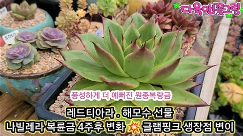 무더운 여름에 무름은 없는지 확인 2탄 글램핑크 생장점 변이 레드티아라 선물 Youtube