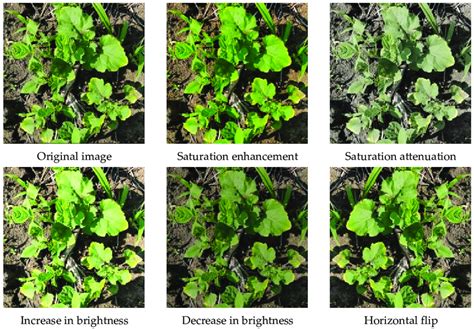 Sample Data Enhancement Diagram Download Scientific Diagram