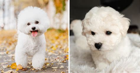 미니 비숑 성격과 특징 의도적으로 작게 만든 경우가 많아요 비마이펫 라이프