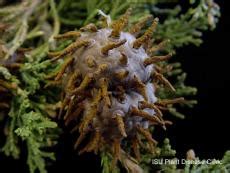 What Is Cedar Apple Rust What Does It Look Like Tree Services
