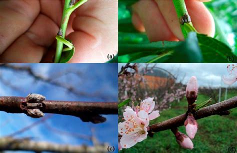 Figure 1 From Development Of Peach Flower Buds Under Low Winter