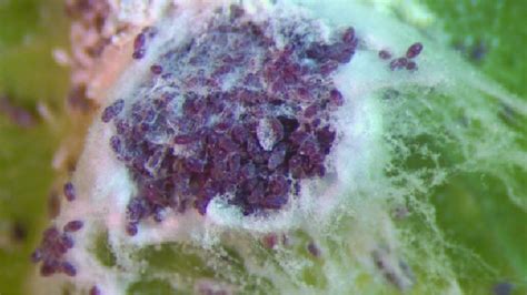 Oval Purplish Red Eggs Of Hibiscus Mealybug Nipaecoccus Viridis In Download Scientific