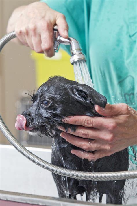Pyoderma In Dogs Whole Dog Journal