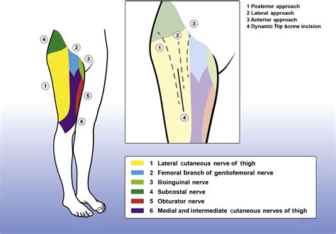 Fascia Iliaca Compartment Block Bja Education