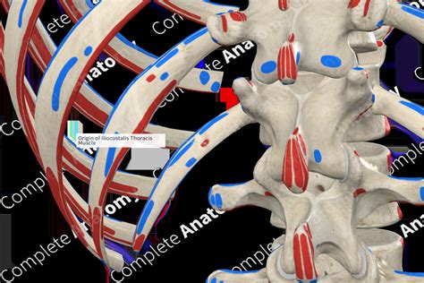 Origin Of Iliocostalis Thoracis Muscle Complete Anatomy