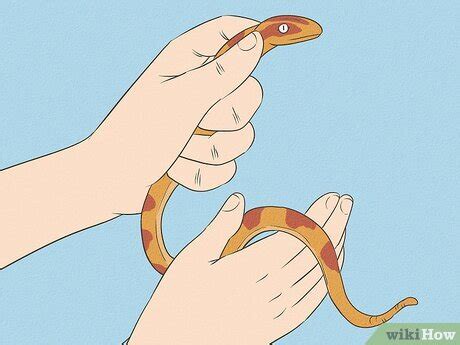 How To Sex A Corn Snake A Step By Step Guide