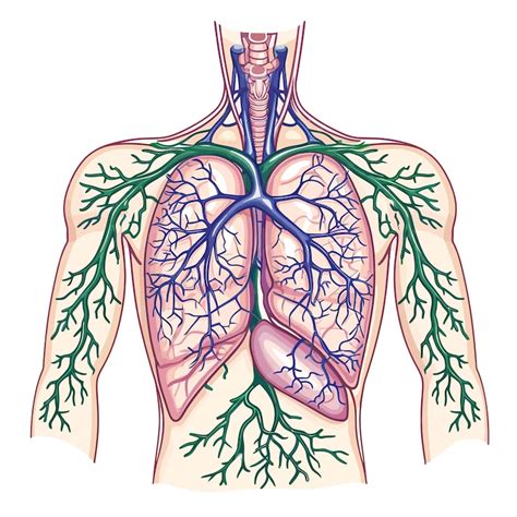 Thoracic And Mediastinal Lymph Nodes Premium Ai Generated Vector
