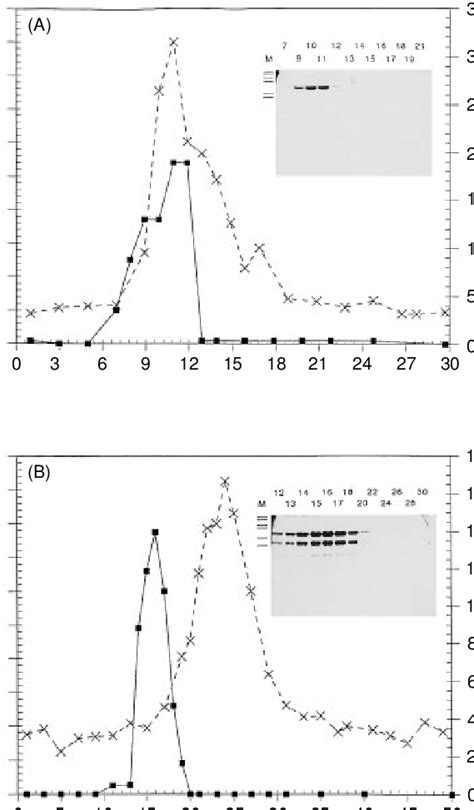 Interaction Of Cross Linked Actin Tβ 4 Complex With Dnase I A Native Download Scientific