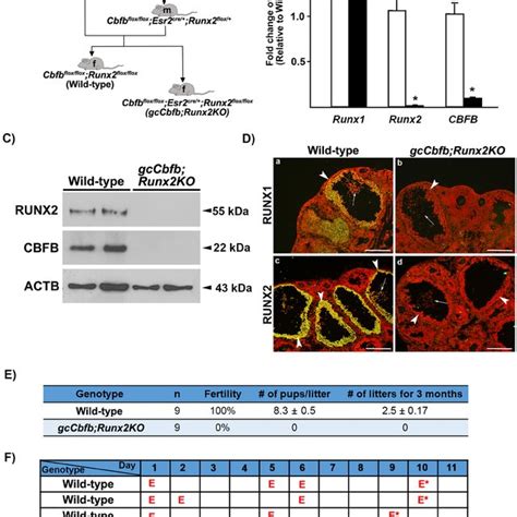 Cbfb Floxflox Esr2 Cre Runx2 Floxflox Gccbfbrunx2ko Mice