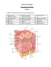 Lab Prep Integument Pdf Pdf Anatomy Physiology I The Integumentary System Lab Prep