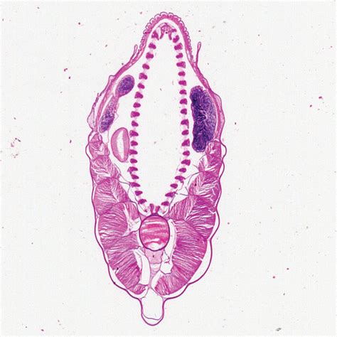 Amphioxus Composite Cs 7 µm Hande Microscope Slide Carolina Biological Supply