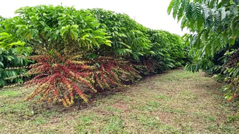 World Coffee Research Varieties Robusta Listing Page