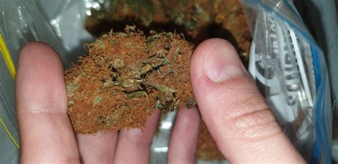 Does Anyone Know If This Is Pgr Bud More In Comments Rausents