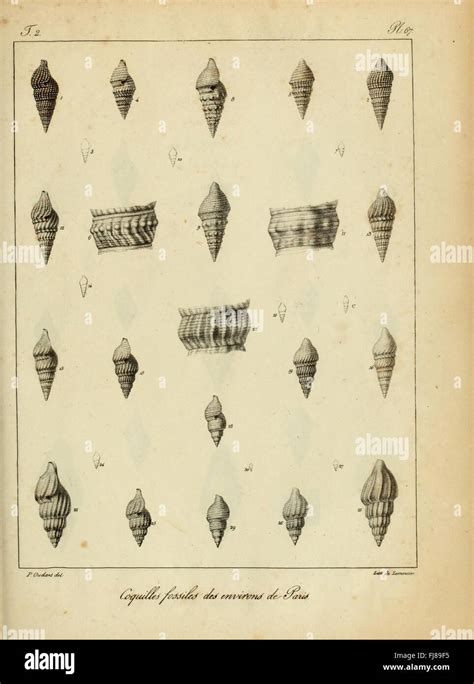 An In Depth Description Of Fossil Bivalves From The Paris Basin A Significant Area For