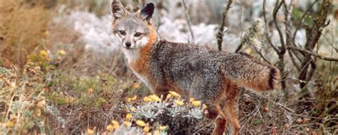 A Population Monitoring Framework For Five Subspecies Of Island Fox