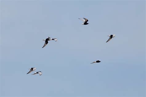 Белокрылая крачка, Chlidonias leucopterus, White-winged Te… | Flickr