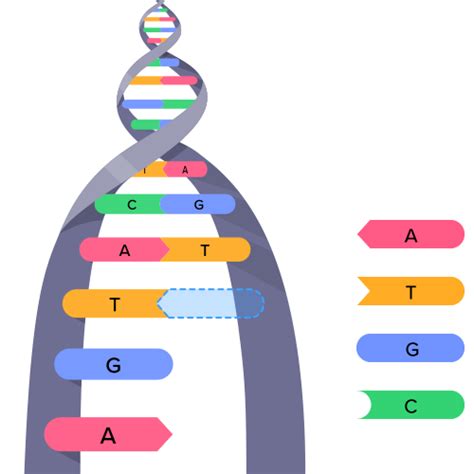 Nitrogen Base In Dna