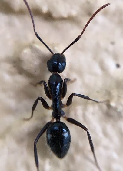 Camponotus Sexguttatus Bugguide Net