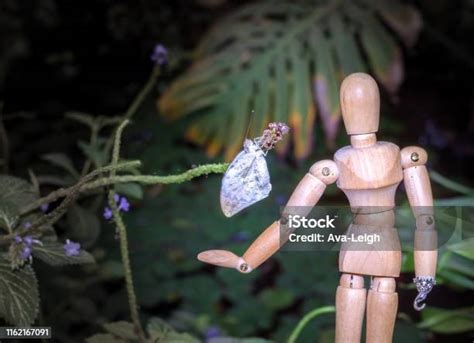 남아프리카 공화국 케이프타운에 하얀 나비가 앉아 포즈를 취하고 있는 작은 나무 인간 마네킹 검은색에 대한 스톡 사진 및 기타 이미지 검은색 곤충 꽃 나무 Istock