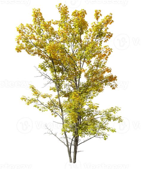 Yellowed Colours Tree Leaves Cutout 3d Render 47309351 Png