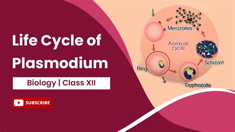 Plasmodium Life Cycle