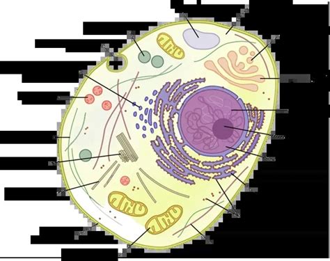 Cell Biology