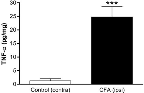 Levels Of Tnf α In Hindpaw After Intraplantar Cfa Injection