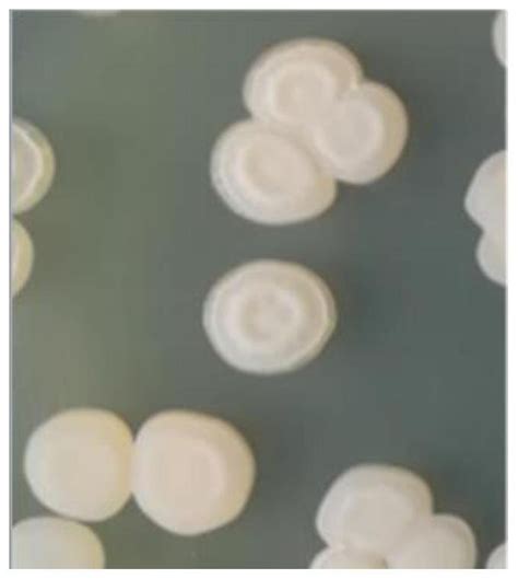 Bacillus Velezensis Zlp 101 And Application Thereof Eureka Patsnap