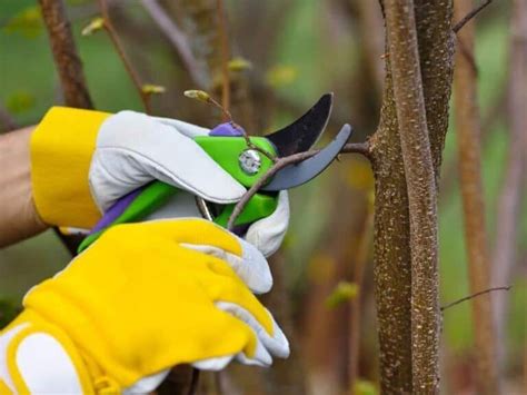 Simple Steps To Pruning Your Orange Tree And When To Do It Tree Journey TradeWorks