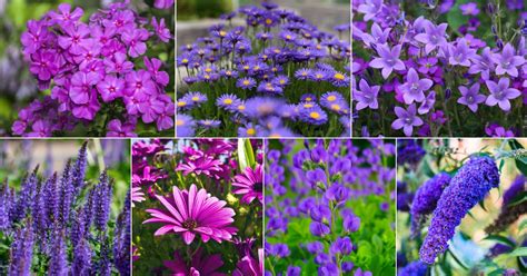 Top 28 Purple Perennial Plants For A Stunning Garden Thearches