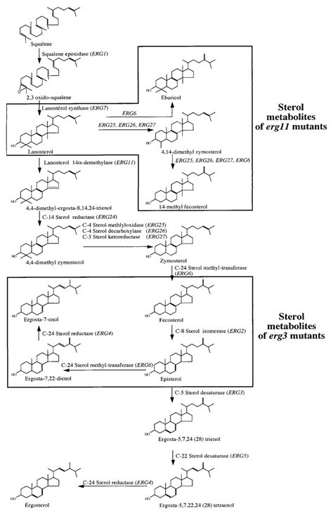 Schematic Representation Of The Ergosterol Biosynthetic Pathway In C