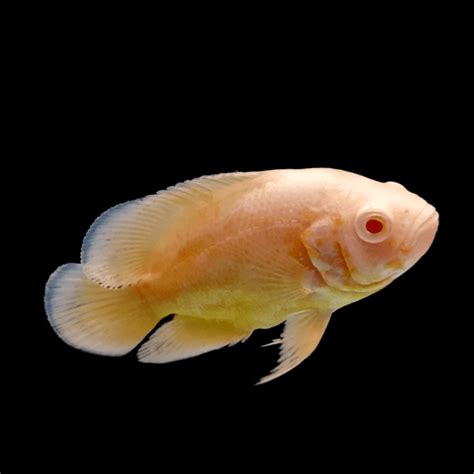 Red Albino Oscar Astronotus Ocellatus Sims Tropical Fish Tropical