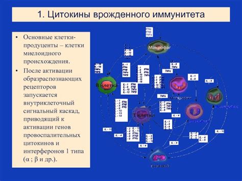Система цитокинов. Классификация. Основные свойства. Механизмы действия